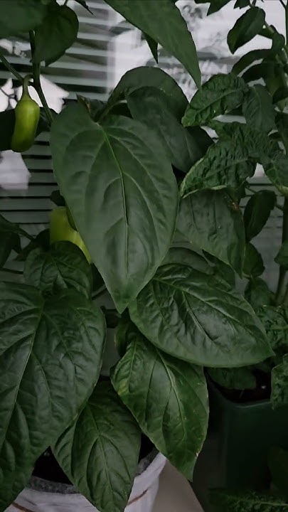 Арбузик из семян "Сахарная голова" F1 #огородныедела - YouTube