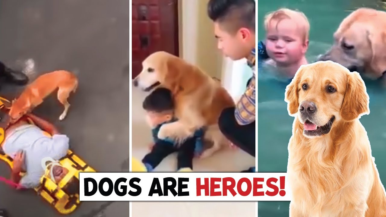 Top 10 Heroic Dogs Who Saved People's Lives! - YouTube