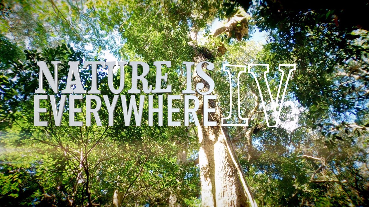 🇦🇺Nature is everywhere IV | 4K [2021] | O'Reilly's Rainforest Retreat ...