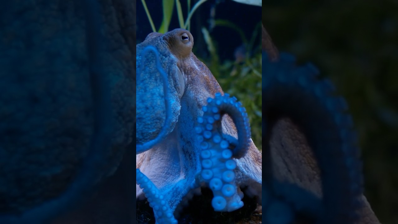 The Most INTELLIGENT Sea Creature - YouTube