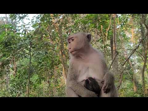 pongo monkey boom boom monkey spring! - YouTube