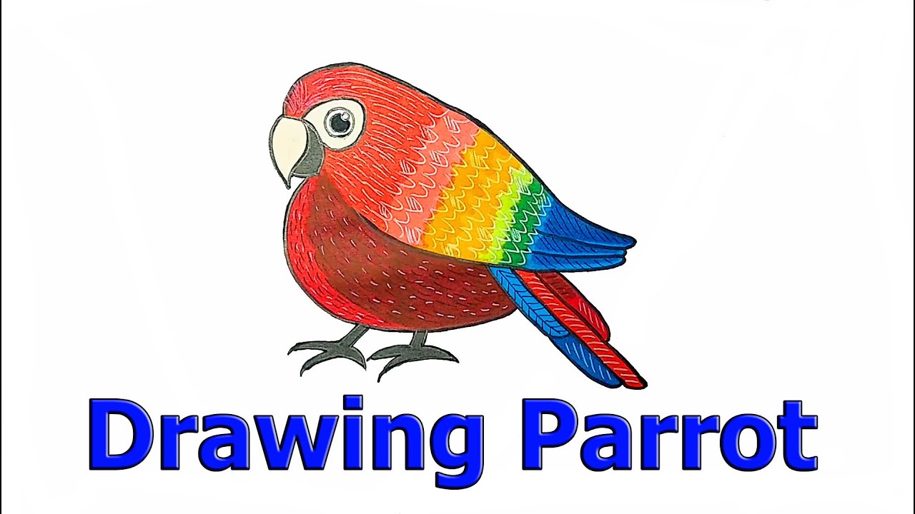 How to draw a parrot Cute rainbow parrot drawing easy step by step ...
