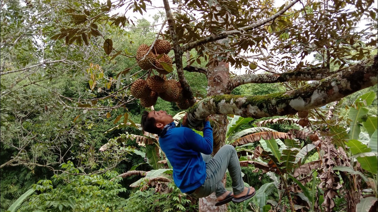 Harvesting Durian Part 2 - YouTube