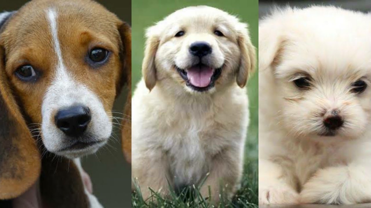 i collected really really funny videos of dog 🐕 - YouTube