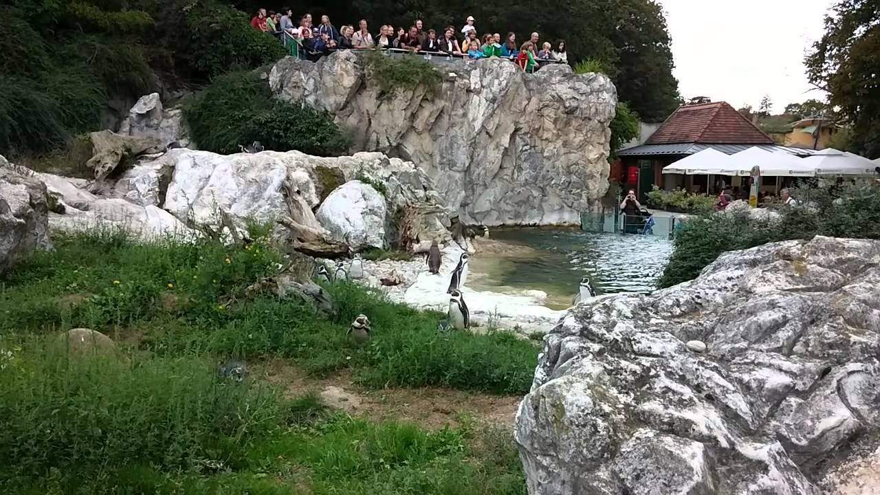 Tiergarten Schönbrunn (Vienna Zoo, the oldest in the world) - YouTube
