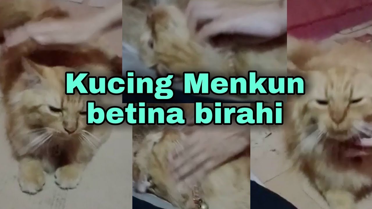 Kucing Main Coon Birahi || kucing menkun betina dewasa - YouTube