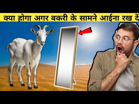 goat react in mirror बकरी तो पागल हो गई। - YouTube