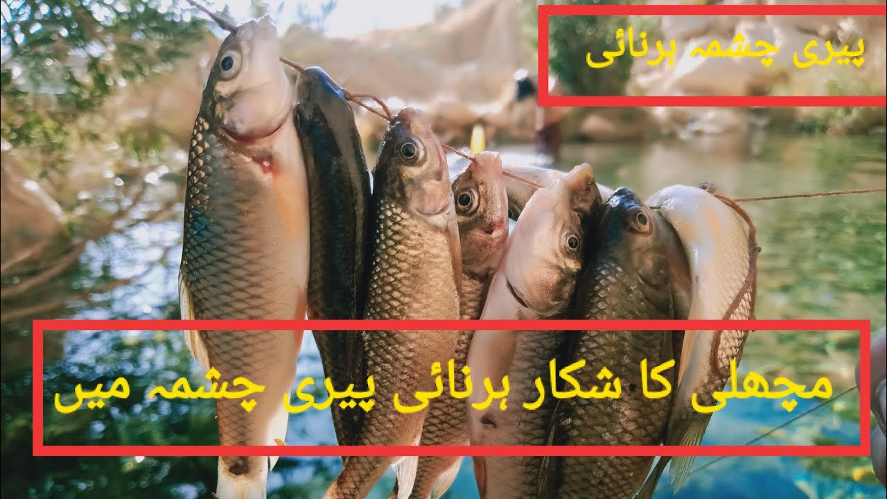 Great fish hunting in Peri Chashma area of Harnai @wildfishing3851 ...