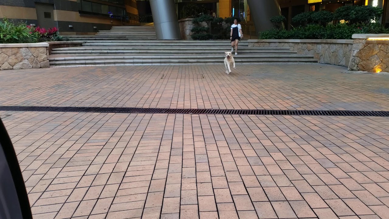 Rambo going home from Backyard - YouTube