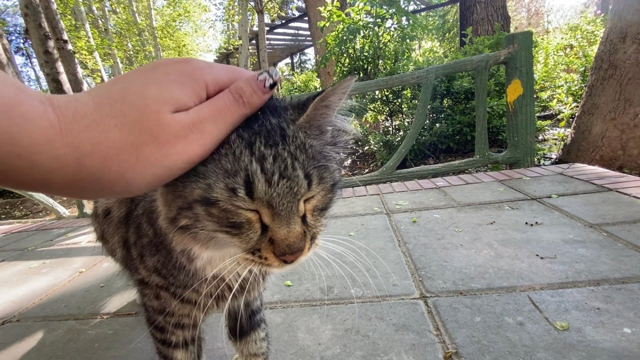 This cute cat enjoys being petted - YouTube