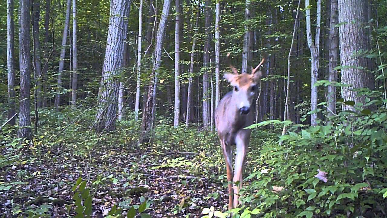 Buck doen't spook at camera.. Bushnell 466 - YouTube