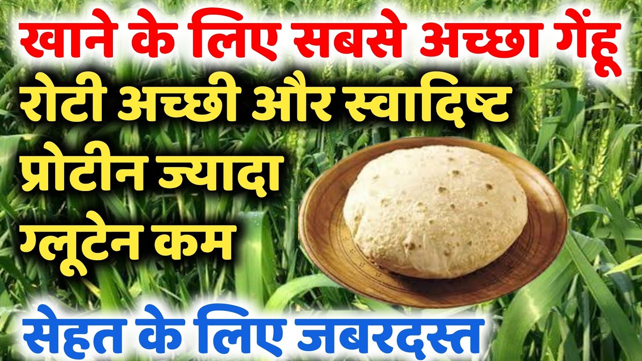 खाने के लिए गेहूं का सबसे अच्छे बीज । Gehu ke top beej। गेहूं के उन्नत ...