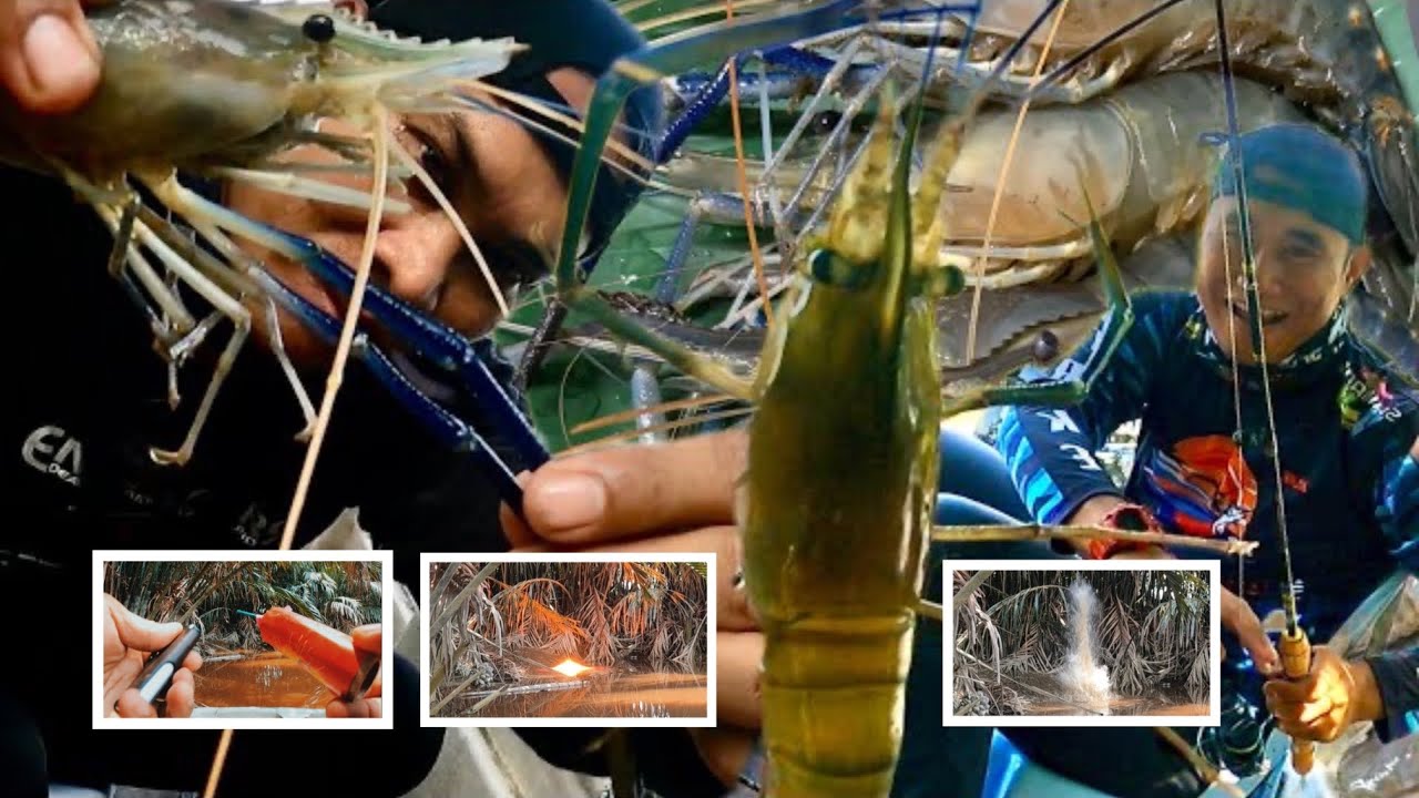Trip memancing udang galah kali ini berjaya naikkan sepit biru | Tips ...