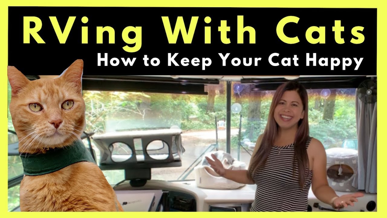 RVing with Cats: How to Keep Your Cats Happy - YouTube