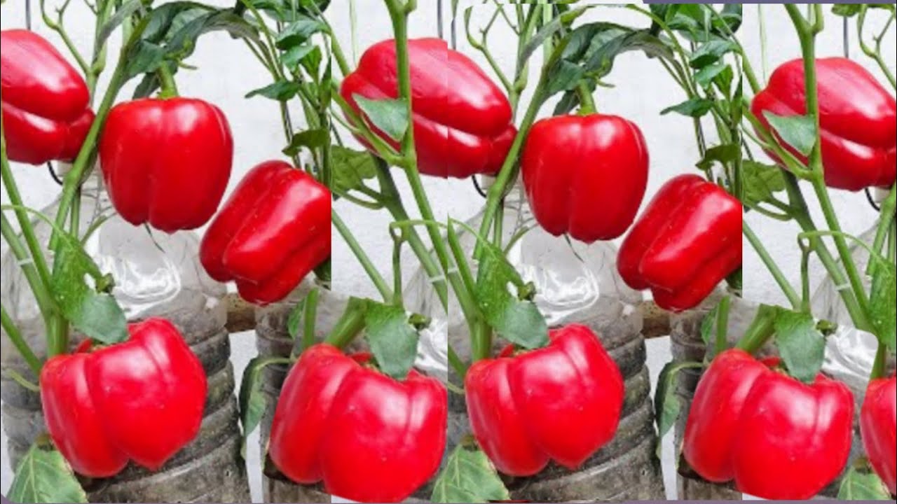 New Gardening method, How to propagate bell peppers in Aloe Vera ...