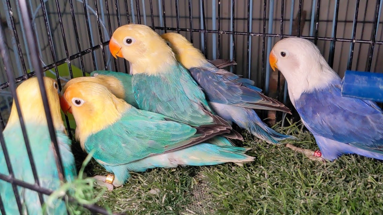 Parblue opline and Blue opline possible blue 2 available - YouTube