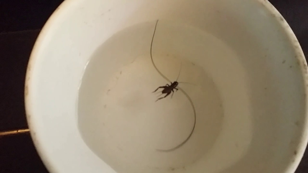 Hairworm out of a cricket - YouTube