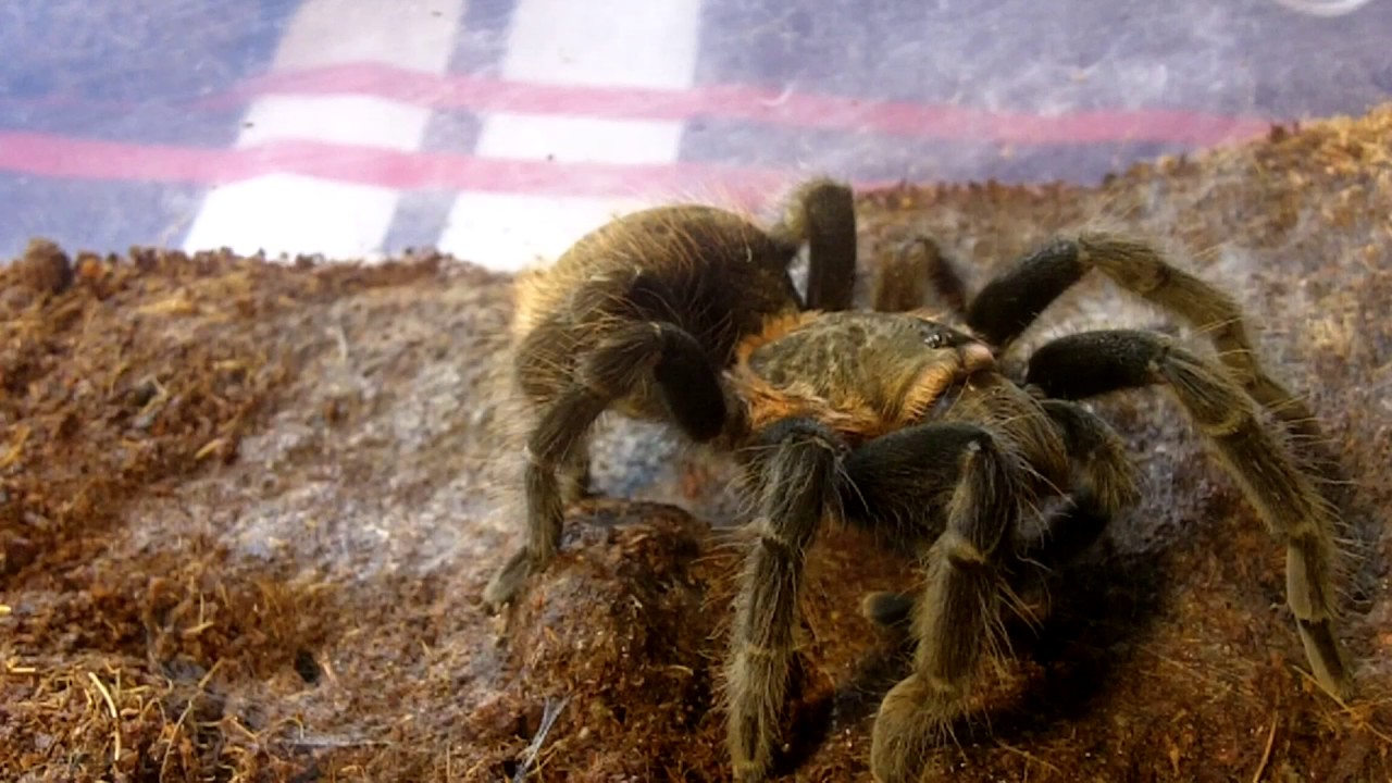 Tarantula Feeding Video 135 Part 3 - Feeding Bonanza - YouTube
