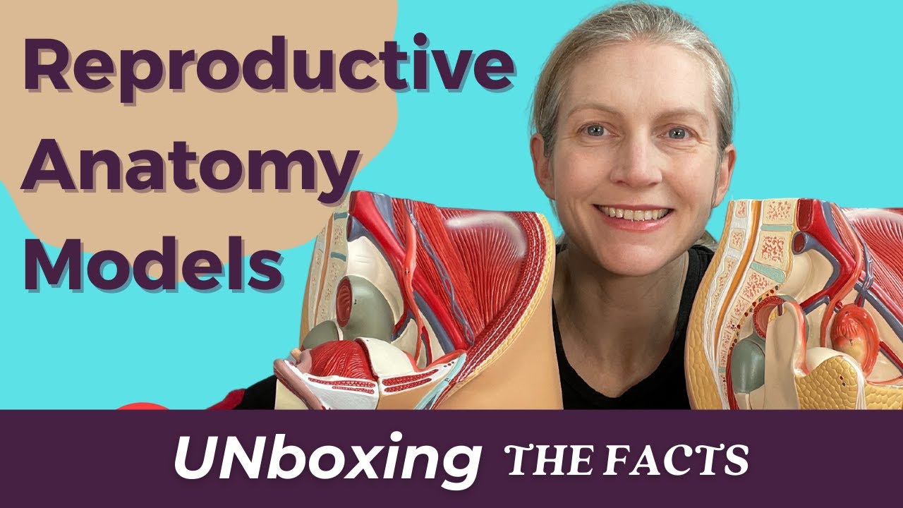 Reproductive Anatomy Models: Unboxing! And, why I use GENDER NEUTRAL ...