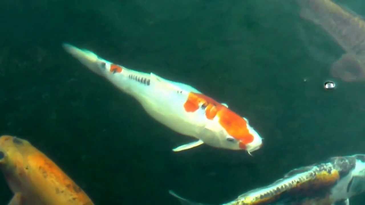 Koi Carp "Doitsu Yamato nishiki" Part 2 HD - YouTube