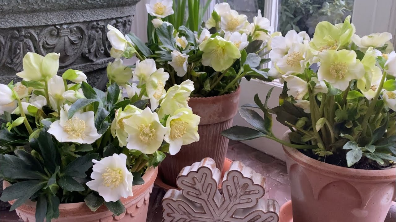 🌱 What to do with potted hellebores? 🌱 - YouTube