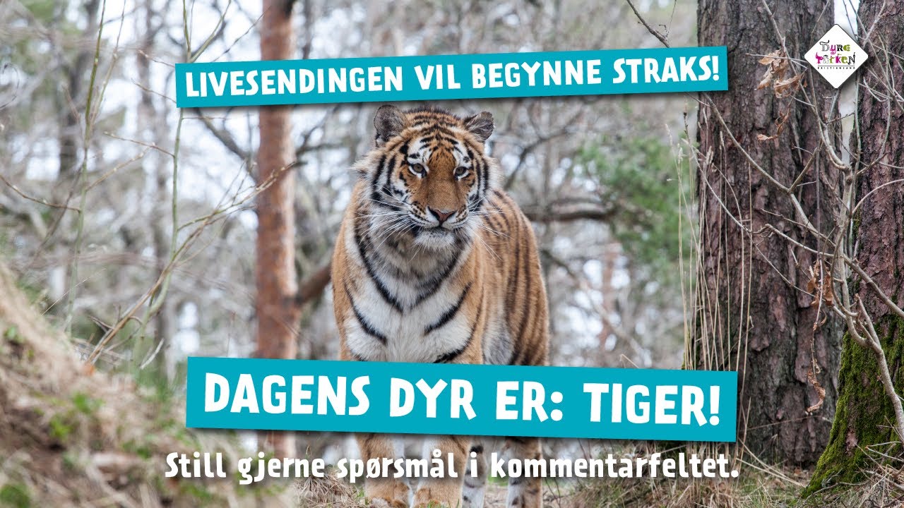 Dagens dyr fra Dyreparken 20. april: Tiger! - YouTube