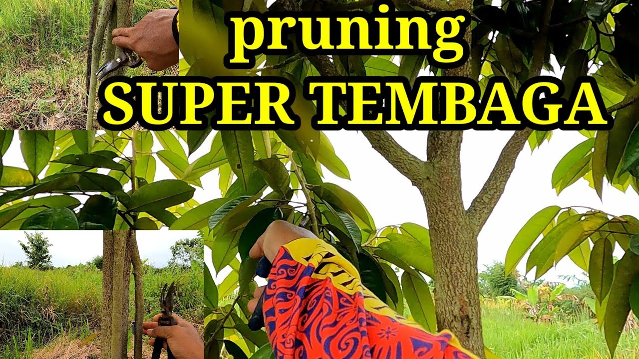pruning durian SUPER TEMBAGA U-9bln - YouTube