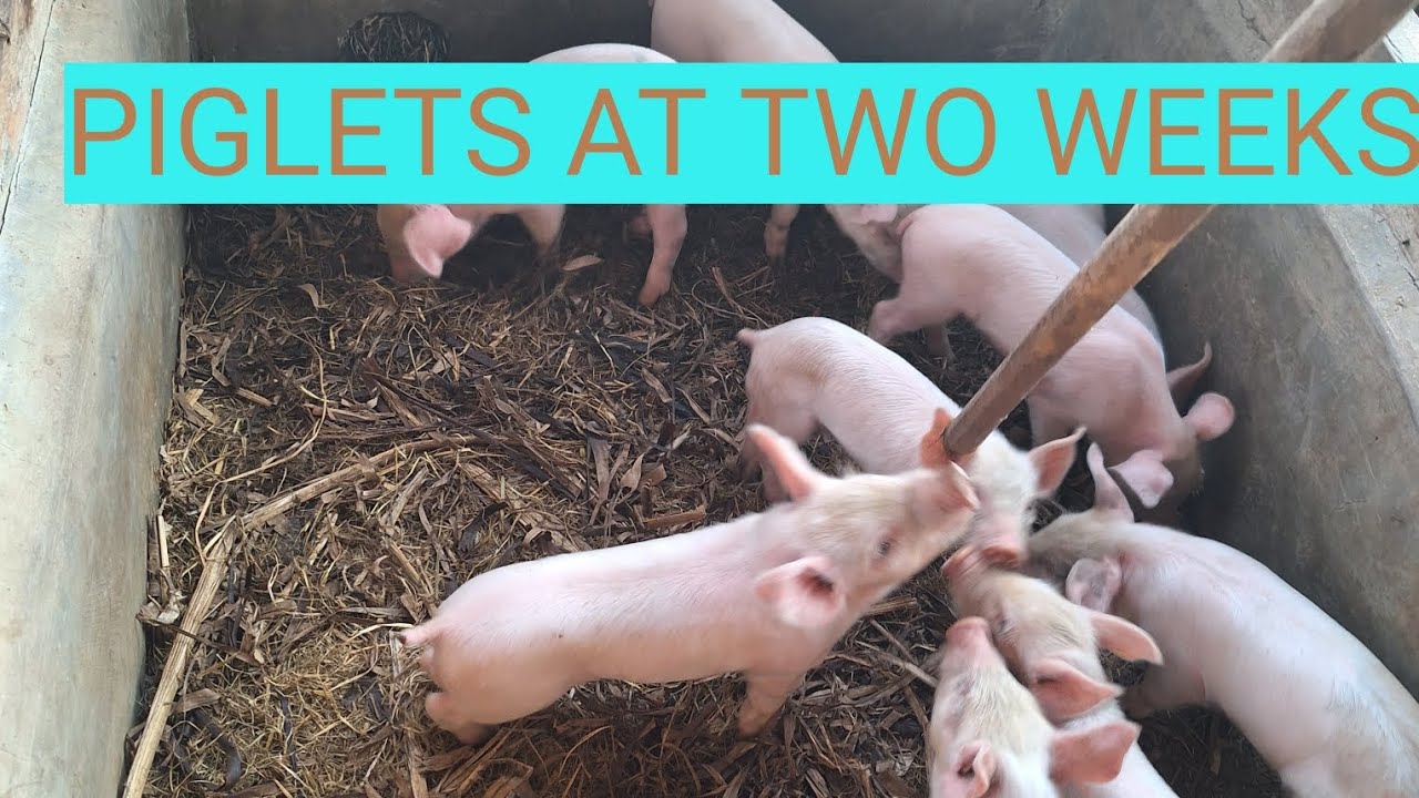 Pig farming: Our piglets at two weeks looking healthy and strong. - YouTube