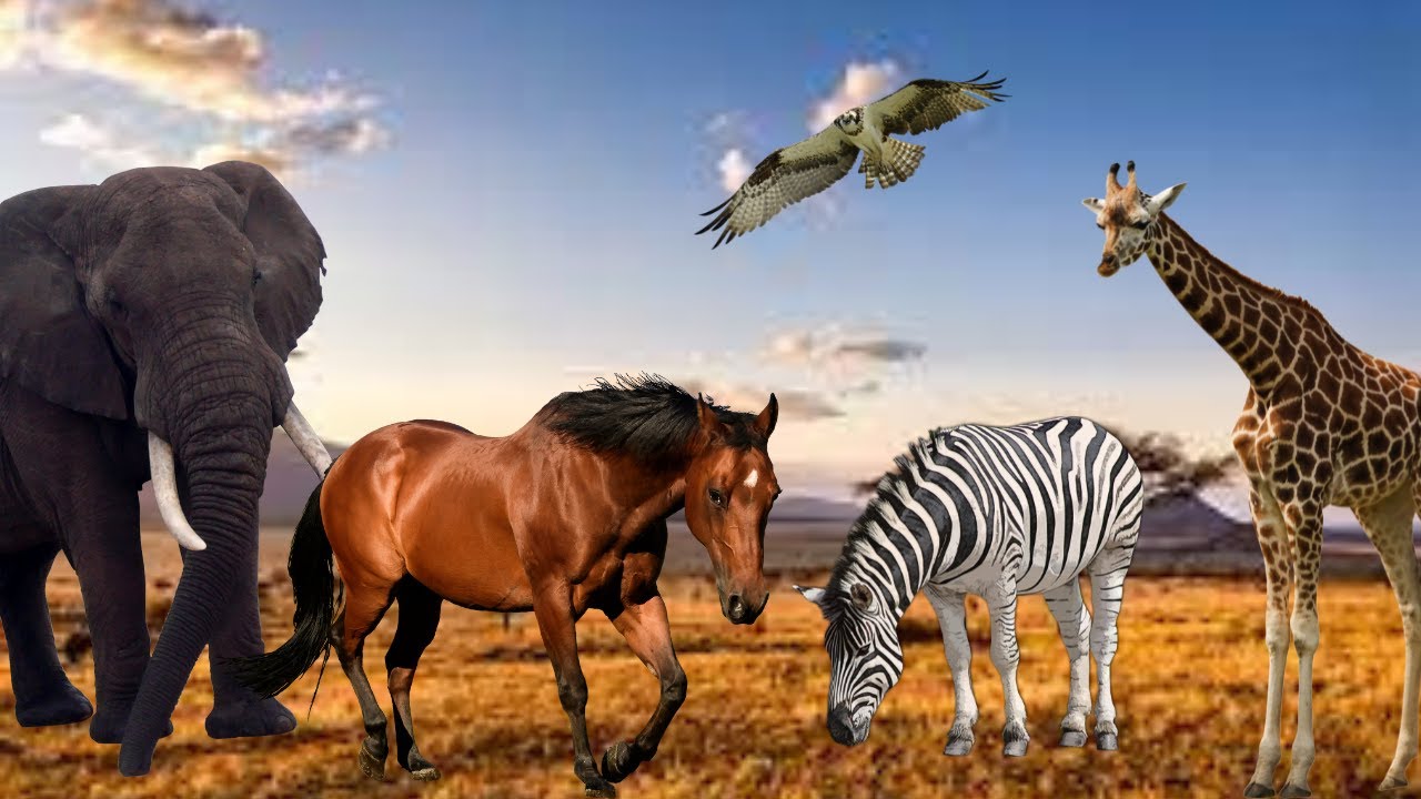 KOLEKSI HEWAN LIAR JERAPAH, PANDA, GAJAH, ZEBRA, RUSA, KUDA, HARIMAU ...