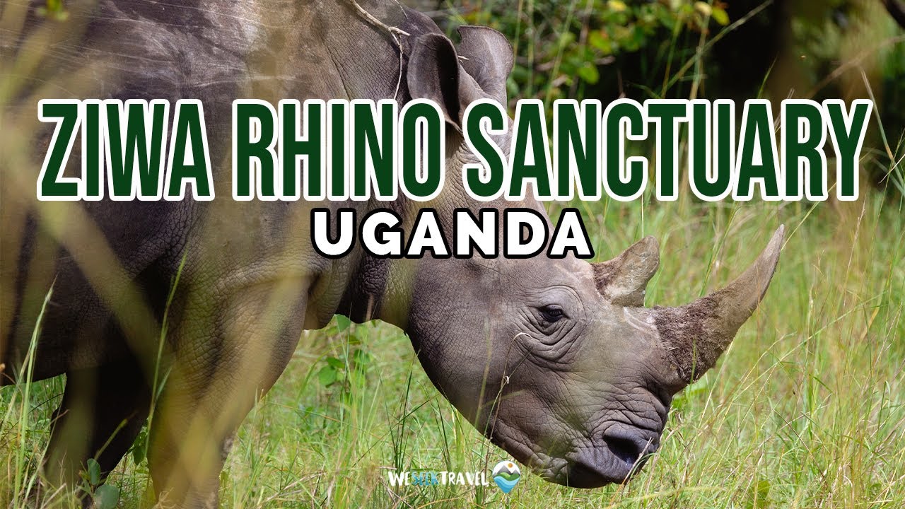A Journey to Ziwa Rhino Sanctuary - Uganda - YouTube