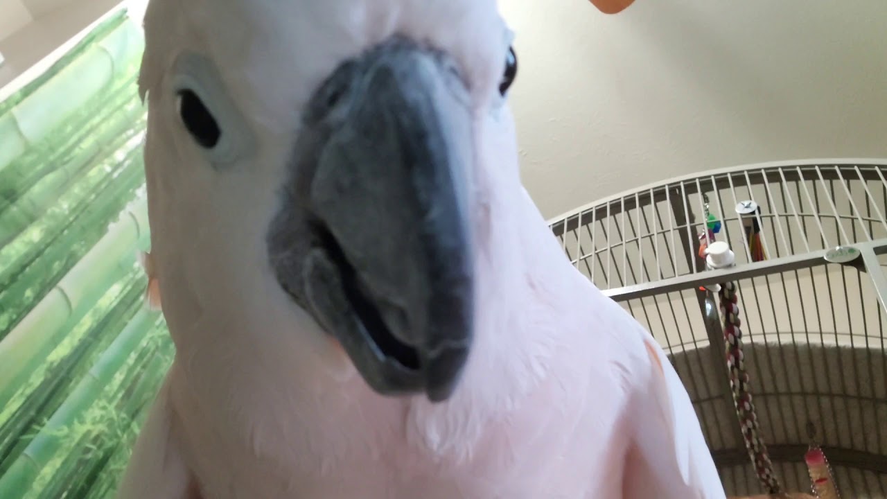 Quiet Max & Security Camera Video - YouTube