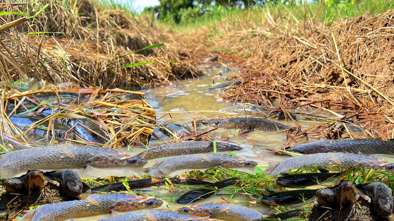 OMG Amazing fishing! a lots of fish at rice field catch by a fisherman ...
