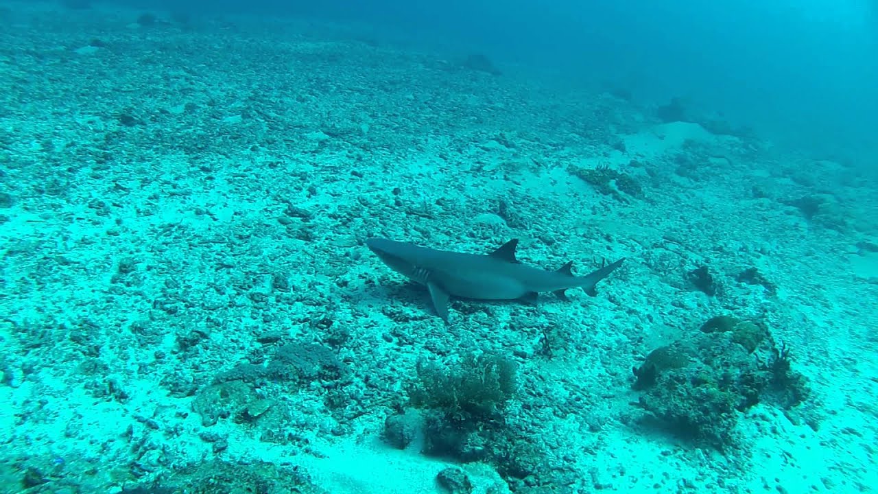 Lazy shark off Shark Point, Gili Trawangan - YouTube