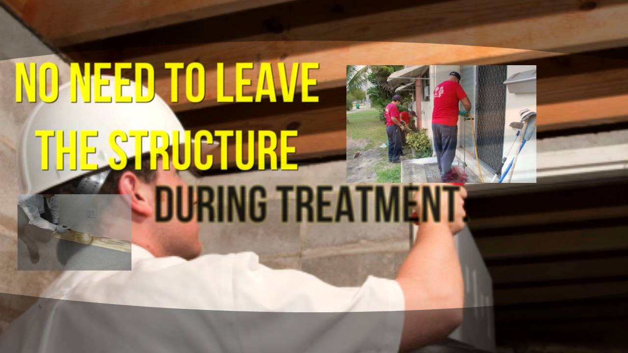 Termite Control Services in MIAMI, FL (Termite Protection & Treatment ...