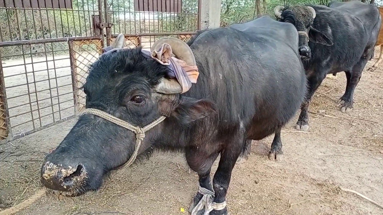 Buffalo meeting - YouTube