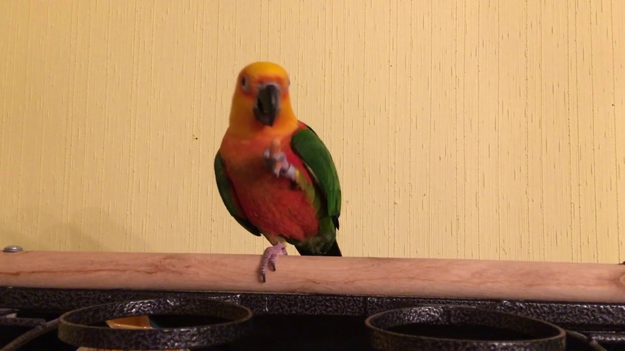 Romeo Jenday Conure dancing to good song - YouTube