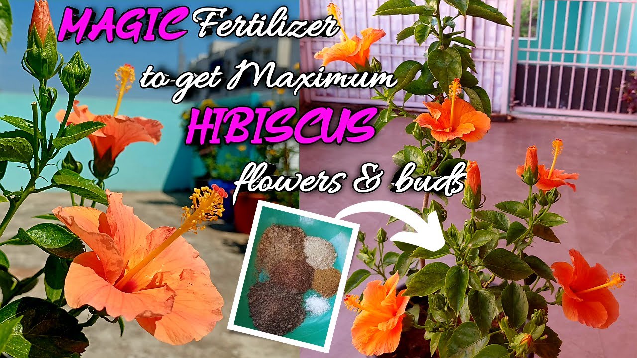 Magic Fertilizer To Get Maximum Hibiscus Flowers & Buds | Best ...