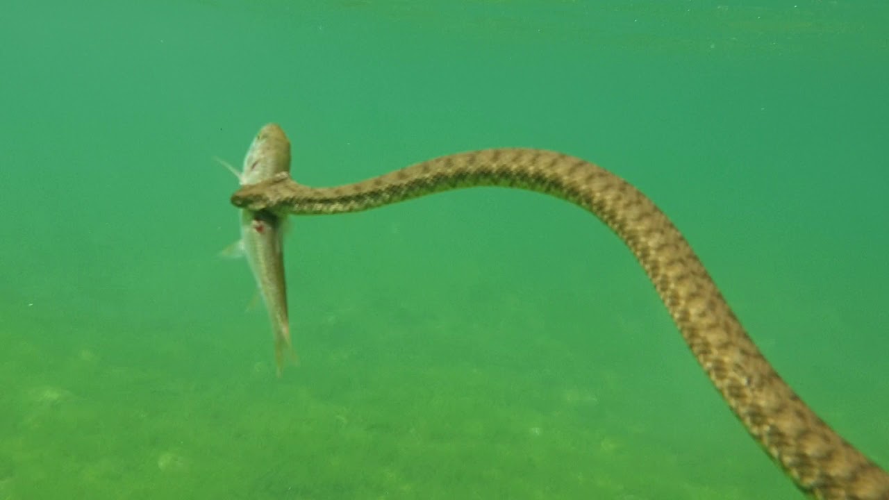 Water snake catches fish Lake Ohrid, Macedonia - YouTube