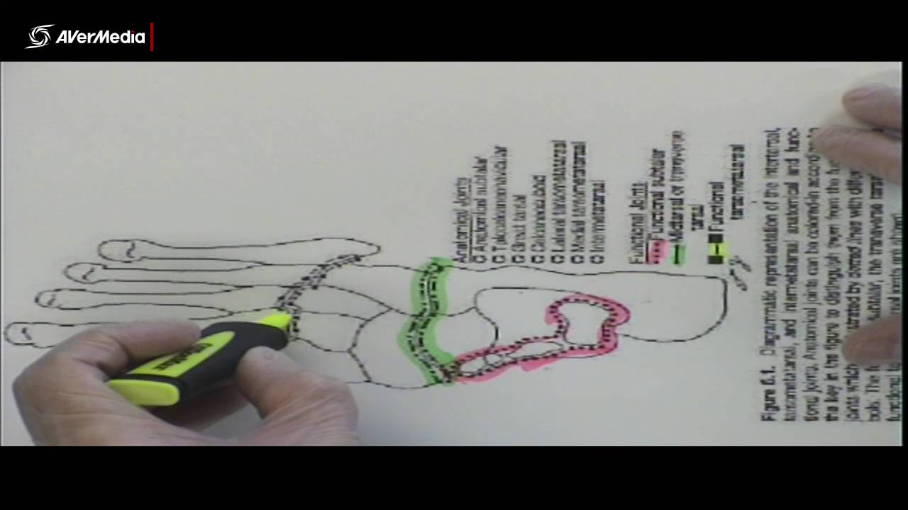 Joints of the foot colouring in guide. - YouTube
