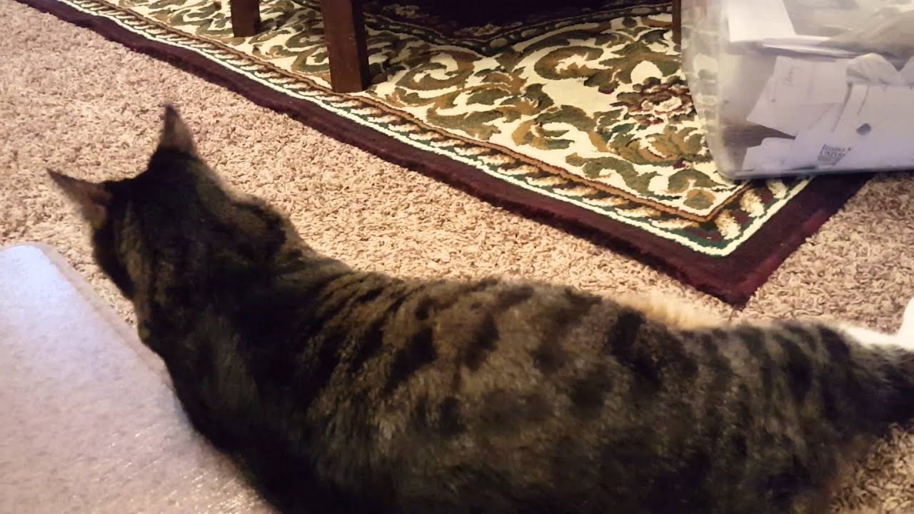 Fat cat exercising - YouTube
