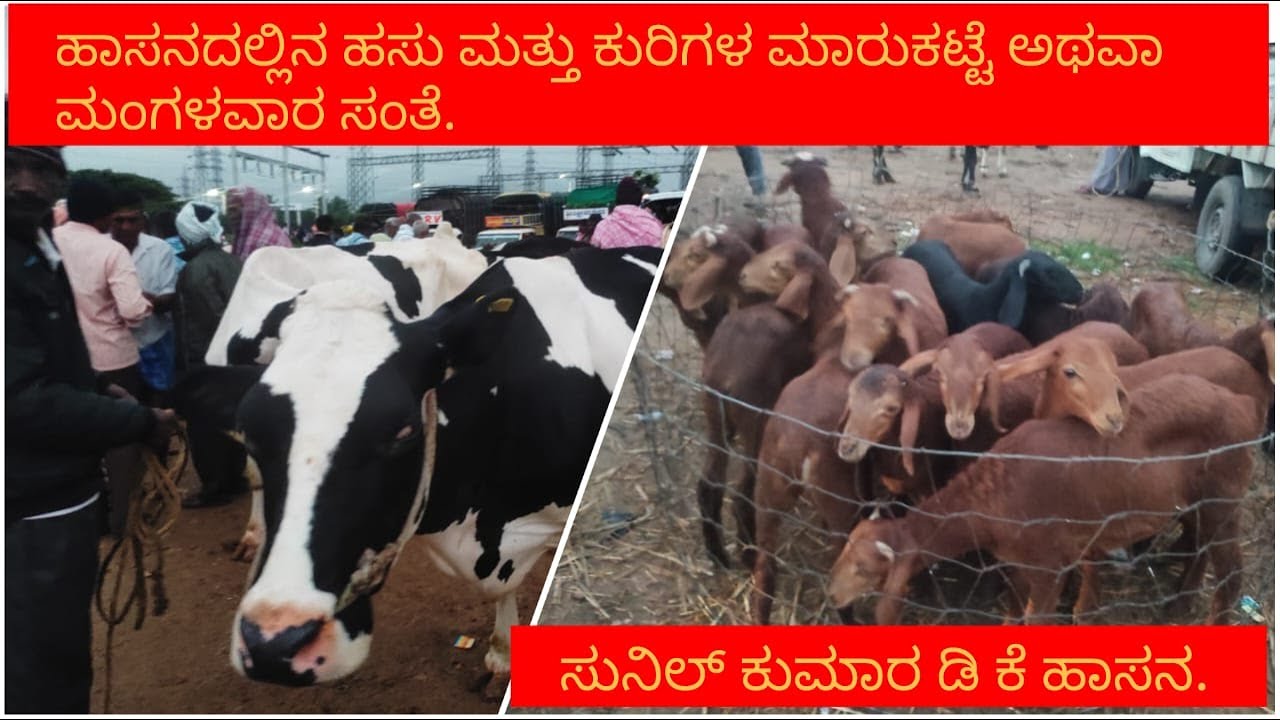 Cow And Sheep Market in Hassan or Tuesday Market | ಹಾಸನದ ಹಸು ಮತ್ತು ಕುರಿ ...