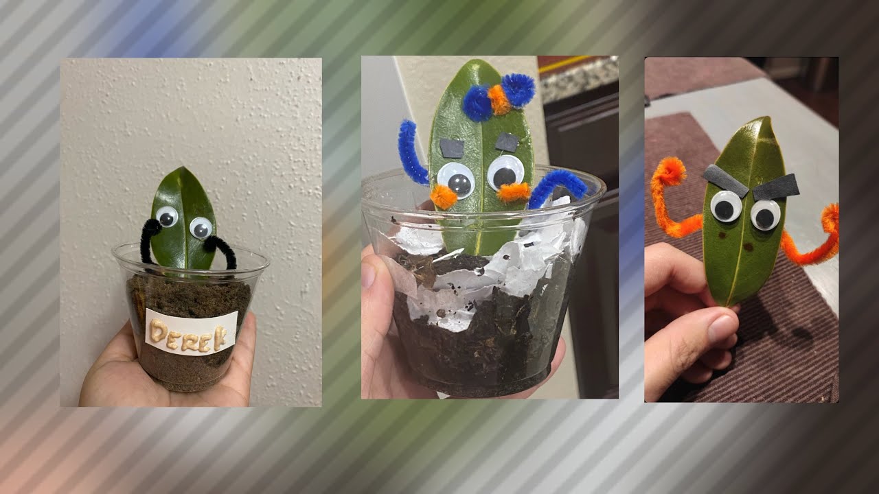 Eco Budz - Eco Fair Project by Tina, Vanessa, Savino - YouTube
