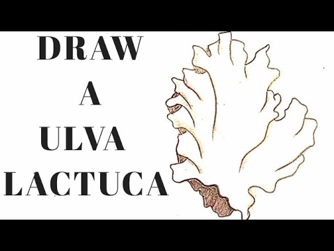 Draw a Ulva lactuca | How to draw a Ulva Lactuca | UlVA LACTUCA ...