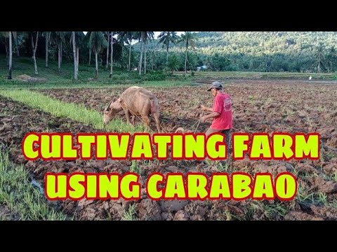 CULTIVATING FARM USING CARABAO - YouTube