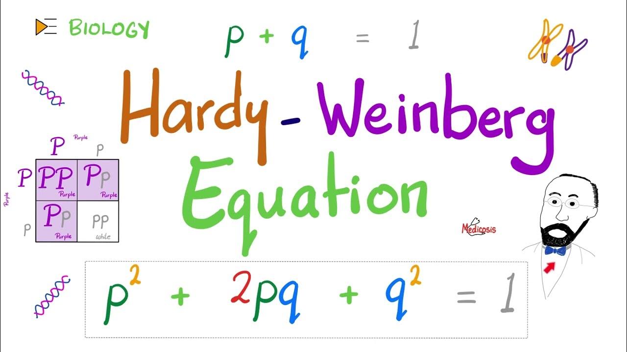 Hardy-Weinberg Equation - Genetics Basics - Biology - YouTube