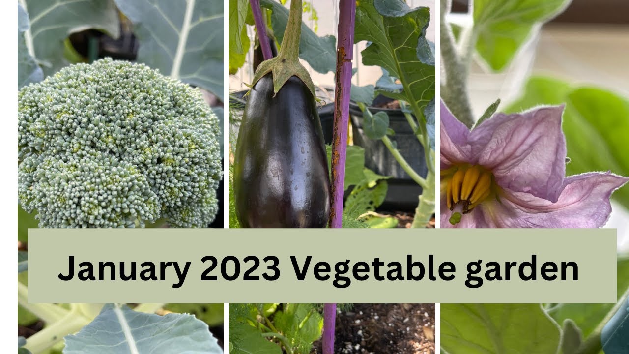 Tour Vegetable Garden January 2023. Organic Gardening zone 9b - YouTube