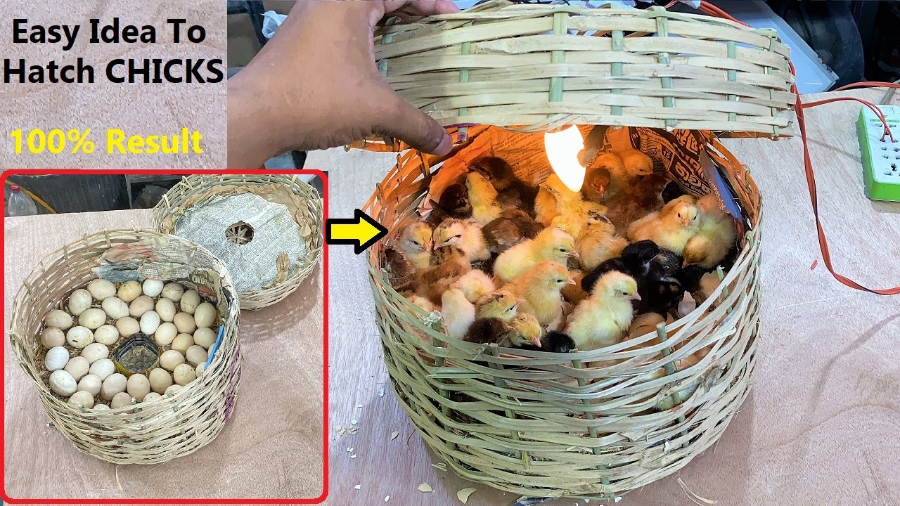 Amazing Idea to Hatch Chicks at home Easily - DIY Egg incubator - YouTube