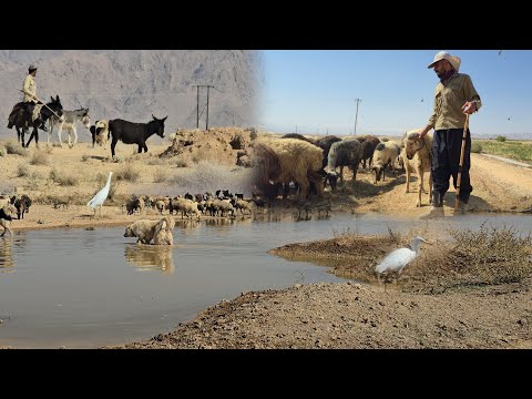 Göçebe Yaşamın Sırları 🏕️ | Hayat Veren Meralara Mevsimsel Göç 🌱