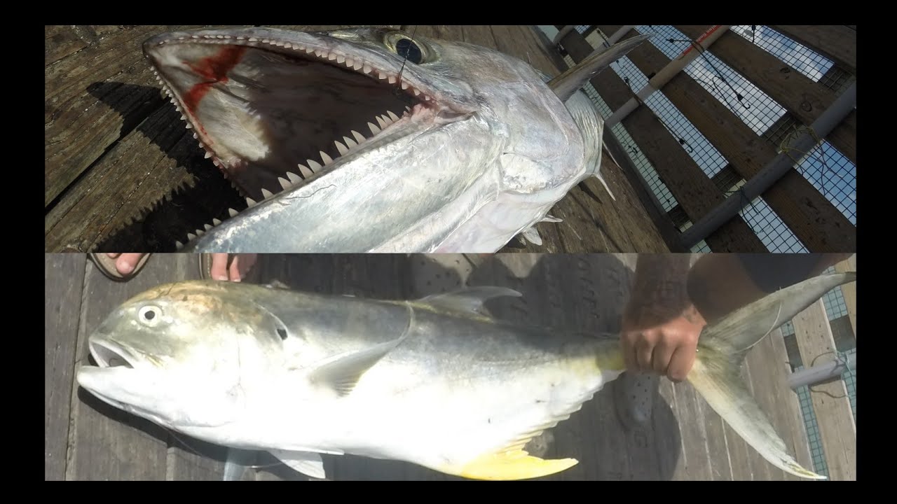 GIANT KINGFISH & JACK CAUGHT @ FLAGLER BEACH PIER - YouTube