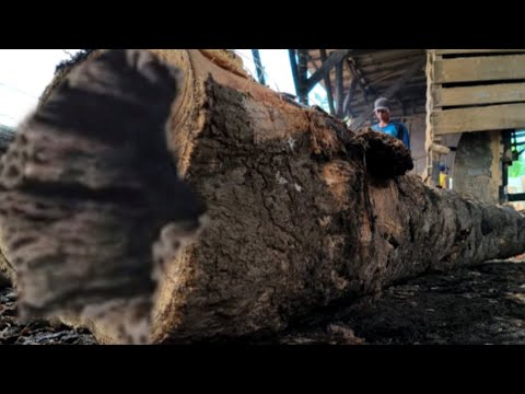 Hidden facts about the ancient wood that is sacred to local residents, 11 meters long